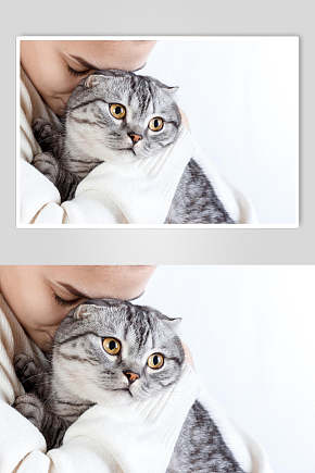 狸花猫猫咪高清摄影图片素材下载-众图网