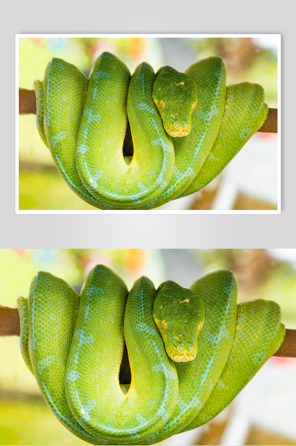 缠绕蛇素材_缠绕蛇模板_缠绕蛇设计图片免费下载-众图网