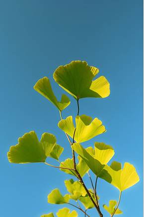 AI数字艺术银杏叶二十四节气秋分摄影图素材下载-众图网