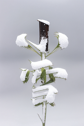 AI数字艺术二十四节气小雪毛笔艺术字素材下载-众图网