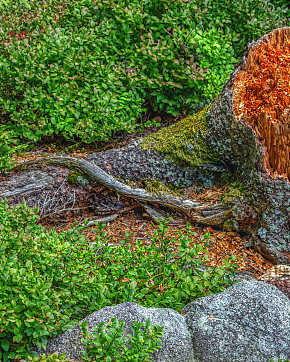 枯木树枝山林风景画图片素材下载-众图网
