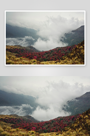 尼泊尔喜马拉雅山杜鹃花素材下载-众图网