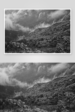 尼泊尔喜马拉雅山杜鹃花素材下载-众图网