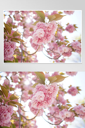 清新樱花摄影图片素材下载-众图网