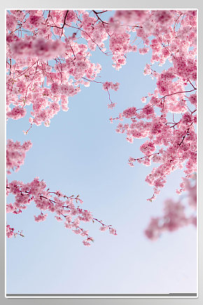 清新樱花摄影图片模板下载-编号5620765-众图网