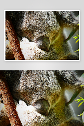 考拉高清图片设计素材素材下载-众图网