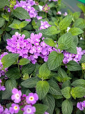 盛开的紫色花卉小花素材下载-众图网