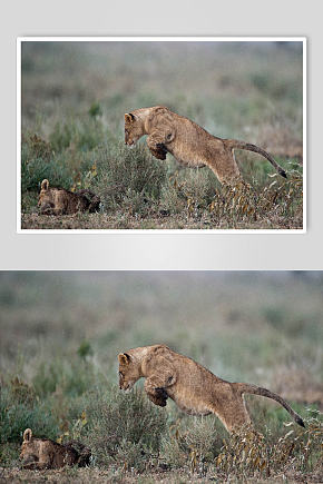 动物实拍摄影图片模板下载-编号5645368-众图网