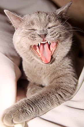 猫咪创意高清实拍动物图片素材下载-众图网