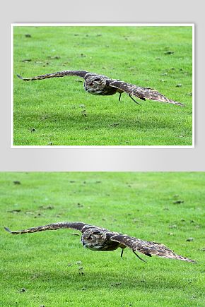 创意高清实拍动物图片素材下载-众图网