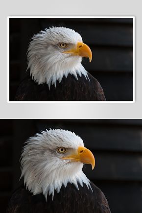 创意高清实拍动物图片模板下载-编号5665827-众图网