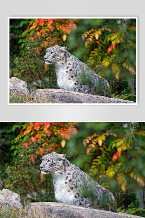 动物实拍摄影图片模板下载-编号5675332-众图网