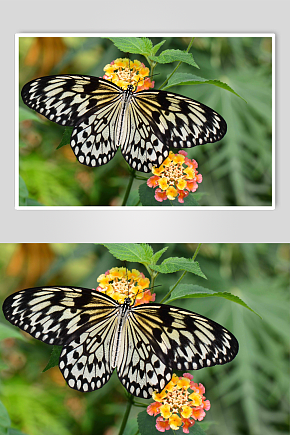 昆虫动物蝴蝶特写实拍摄影图片素材下载-众图网