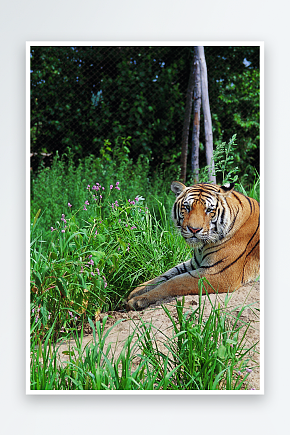 自然风景鲜花摄影素材素材下载-众图网