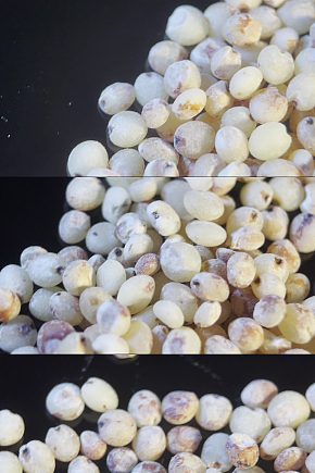 特写高粱米杂粮五谷红高粱实拍素材下载-众图网