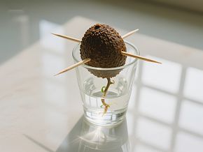 水培植物种子的萌发过程素材下载-众图网