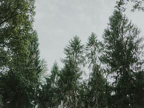 茂密树林仰视景象素材下载-众图网