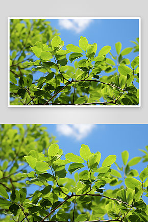 唯美漂亮的绿叶背景素材下载-众图网