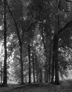 大气高清黑白森林树林高清图片素材下载-众图网