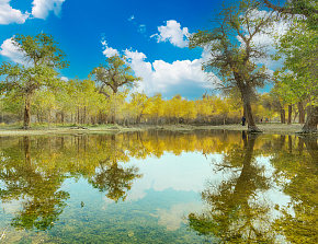 高清唯美胡杨林风景画图片素材素材下载-众图网