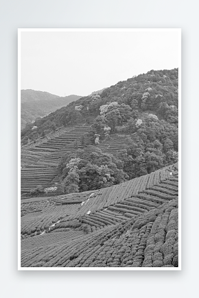 黑白摄影茶园茶山风景画图片素材下载-众图网