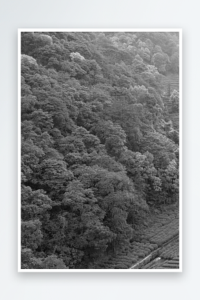 黑白摄影茶园茶山风景画图片素材下载-众图网