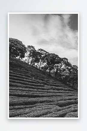 黑白摄影茶园茶山风景画图片素材下载-众图网