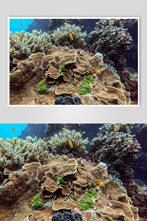 海底世界珊瑚摄影图模板下载-编号5443456-众图网