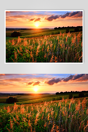 植物花卉实拍花田图片模板下载-编号5407019-众图网