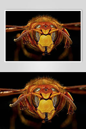 动物昆虫高清图片模板下载-编号5183706-众图网