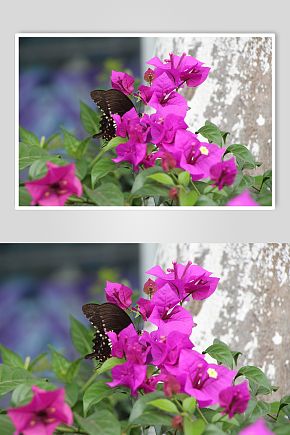 创意花卉花丛植物特写摄影图片模板下载-编号5722000-众图网