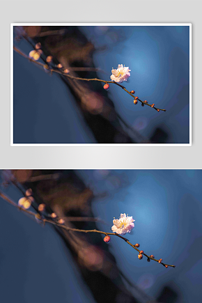 梅花枝头摄影图片模板下载-编号5403905-众图网