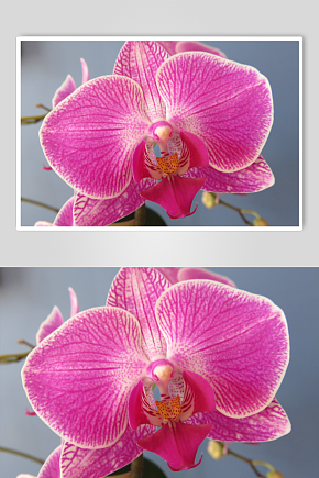 清雅淡素兰花摄影图模板下载-编号5450006-众图网