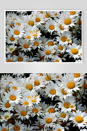 小雏菊创意实拍摄影图素材下载-众图网