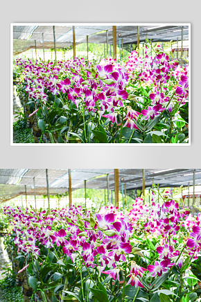 高洁典雅兰花花卉摄影图素材下载-众图网