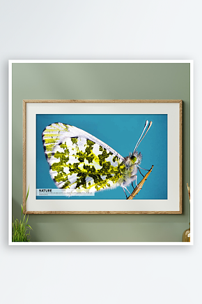 自然动物蝴蝶轻奢矢量装饰画模板下载-编号6429285-众图网